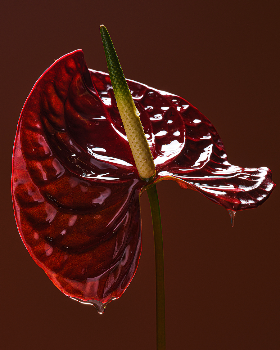 This is Lore – LORE